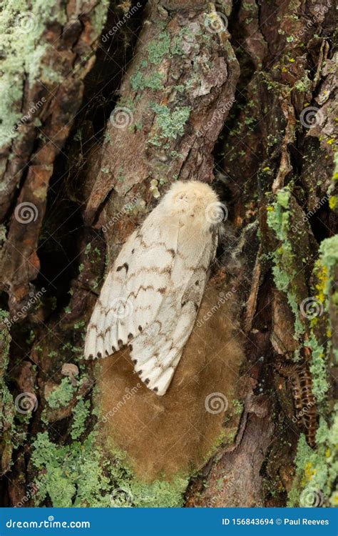 Spongy Moth Lymantria Dispar Stock Photo Image Of America Nature