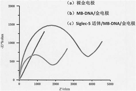 一种检测急性髓性白血病标志物siglec－5的新方法与流程 2