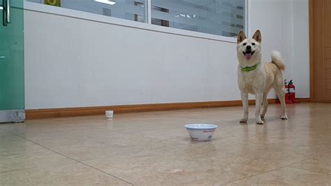 공장 진돗개 2024년도 첫 심장 사상충 약 먹이기 L 진돗개의 경계심 때문에 정말 심장 사상충 약은 작전을 짜지 않으면 먹이기 힘이 든다 L 공장개 케어 Youtube