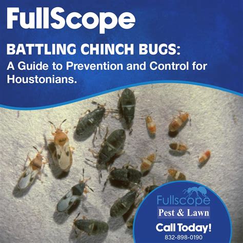Fullscope Pest Control On Linkedin Houston Texas Lawn Chinch Bug