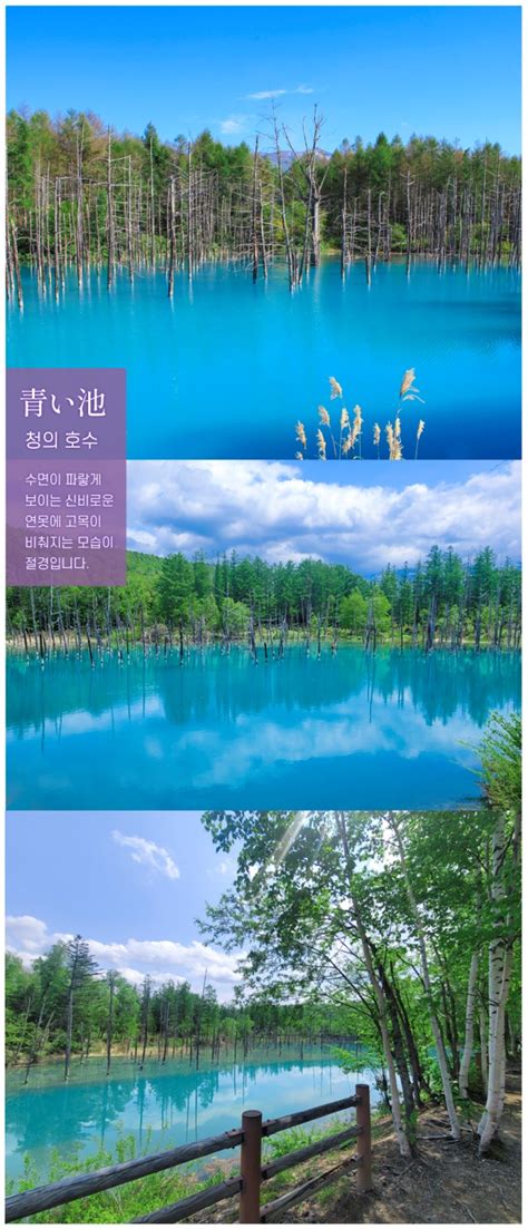 홋카이도 비에이 And 후라노 버스 투어 흰그림자투어 하차 장소 선택 가능