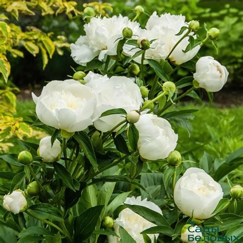 Пион молочноцветковый Дюшес де Немур Сады Беловых