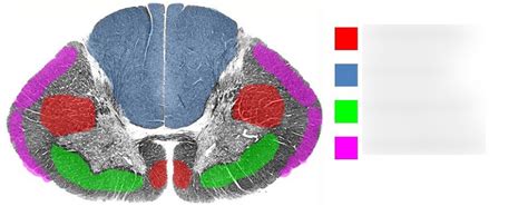 Lecture Motor Systems I Diagram Quizlet