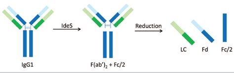 How To Run An Idesidez Experiment Using Clipping In Intactmass
