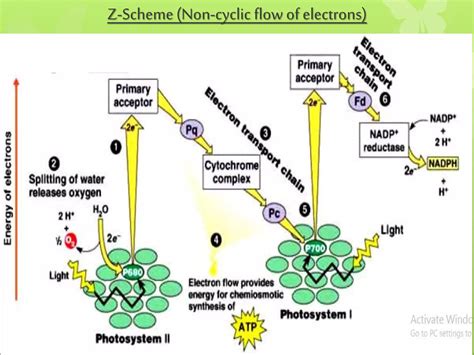 Chloroplast And Light Reaction Pptx
