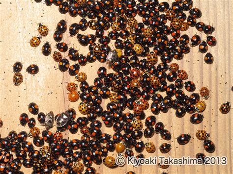 テントウムシの越冬集団 Kiyoaki Takashima 高嶋清明のblog