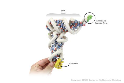 Msoe Center For Biomolecular Modeling Model Gallery