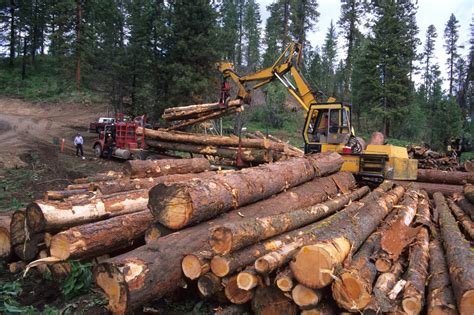 Illegal Timber Logging Activity Degrading Forest Vegetation In Western North Region Myjoyonline
