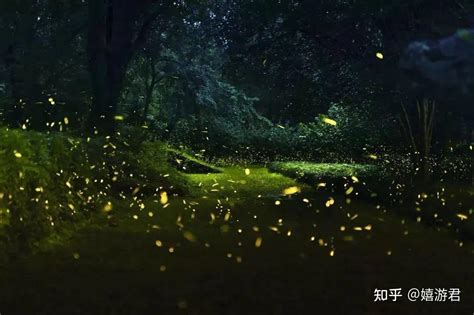 江浙沪赏萤火虫地大盘点夏夜溜娃约会就来这里 知乎