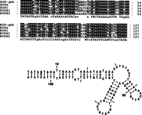 Sequence And Alignment Of Different Rup Consensus Sequences And