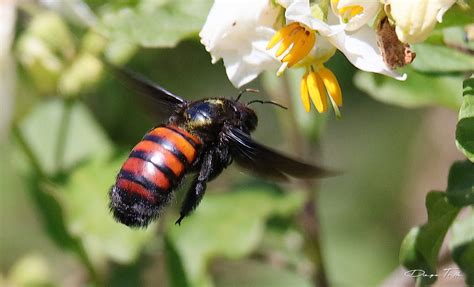 Abeja Carpintera Xylocopa Frontalis Ecoregistros