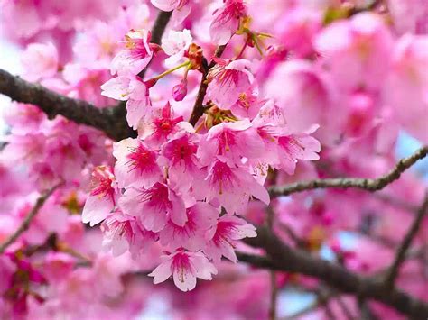 wallpaper: Cherry Flowers Wallpapers
