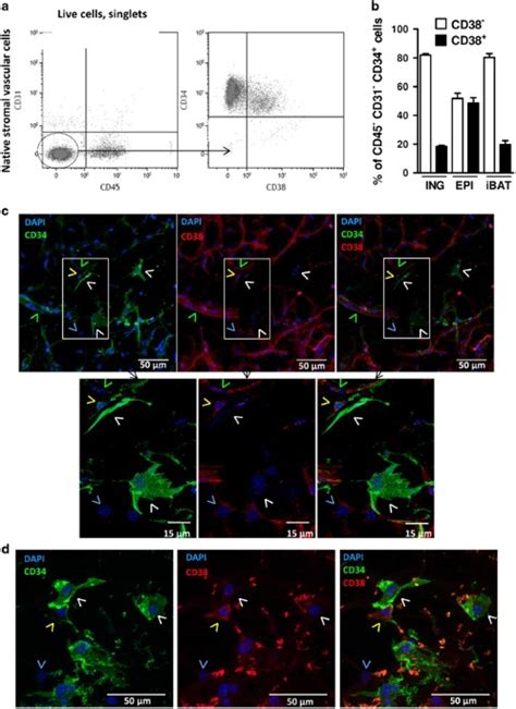 Identification Of The Ectoenzyme Cd38 As A Marker Of Committed Preadipocytes International