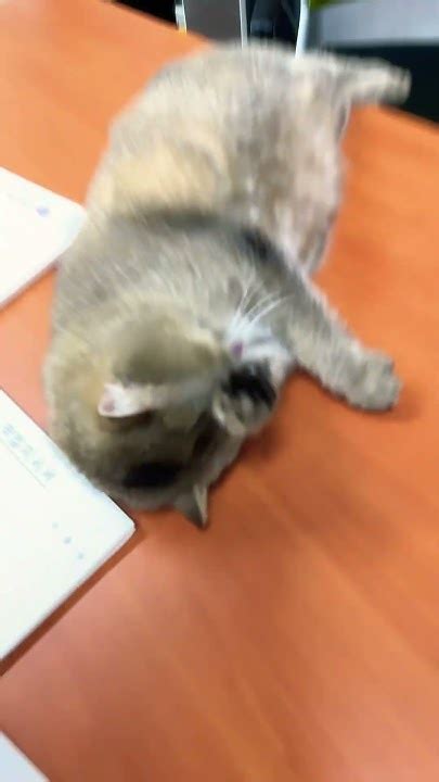 꽁꽁 얼어붙지않은 책상위로 중지가 누워있습니다 Youtube