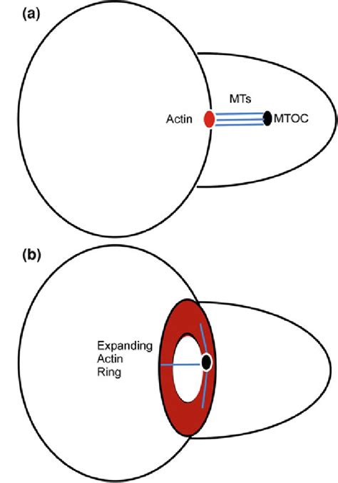 5 Model Of Actin Expansion Driving Mtoc Polarization A Actin First Download Scientific Diagram