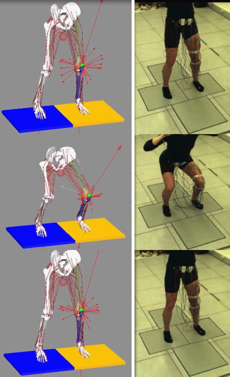 Gait Measurements And Forward Dynamic Simulation Of A Dual Limb Squat Download Scientific Diagram
