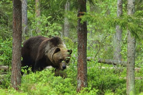 ქობულეთში თხილის ბაღებში დათვი გამოჩნდა Metronome Ge