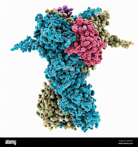 Heat Shock Protein 90 Hsp90 Chaperone Complex Molecular Model Hsp90