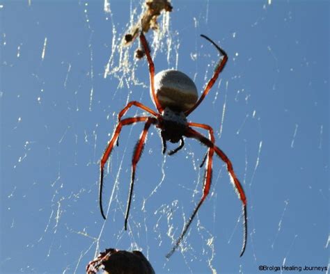 Spiders Brolga Healing Journeys