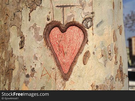 Heart Carved Tree Free Stock Photos StockFreeImages