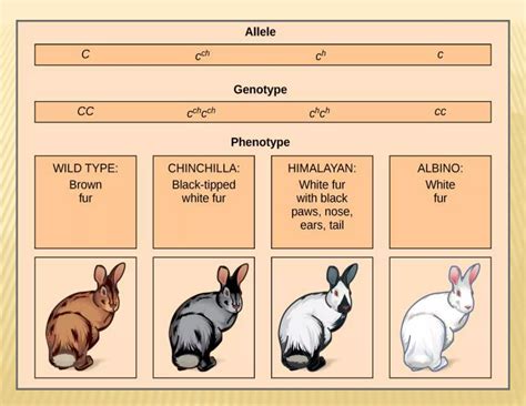 Gene Interactions And Multiple Allelespptx