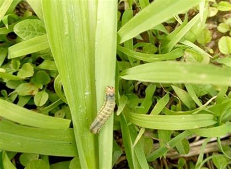 삼척시 멸강나방 유충 발생 해안지역 긴급방제 연합뉴스