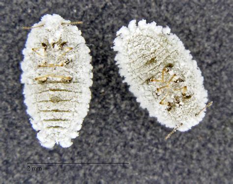 Pseudococcidae Bugguide Net