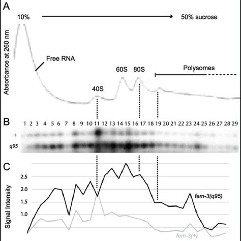 Polyribosome Analysis A Cytoplasmic Extracts From Young Adult