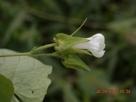 Ipomoea Biflora Eflora Of India