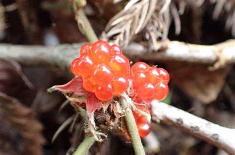 森の植物の歳時記12月の植物⑤ 公益財団法人 ニッセイ緑の財団