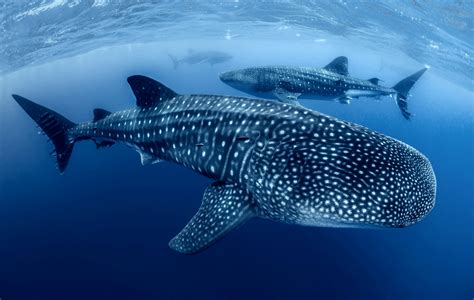 Guide To Whale Sharks — Marine Megafauna Foundation