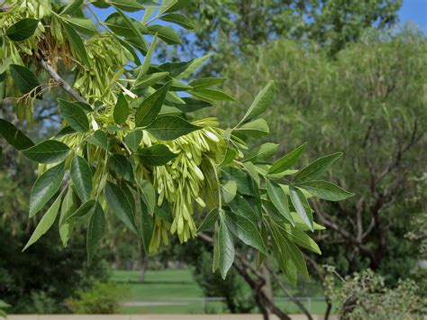 Ash Leaves