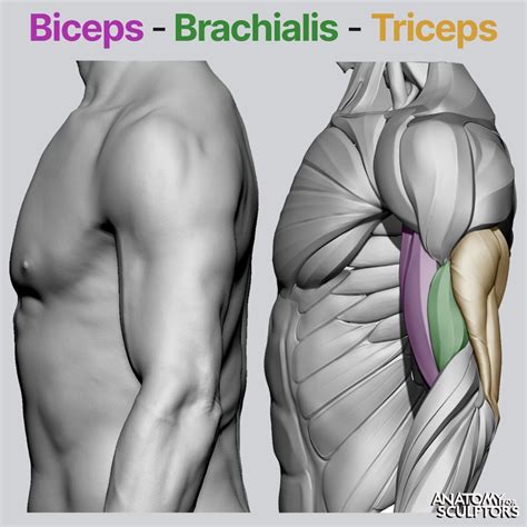 Upper Arm Muscles Biceps Brachii Muscle An Overview Sciencedirect