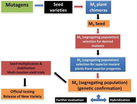 Mutations In Plants Examples