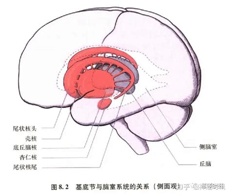 基底节 内囊 丘脑解剖图来了，神经科医生得人手一份！ 知乎