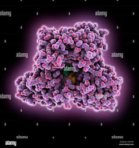 Polya Polymerase And Rna Molecular Model Of Polya Polymerase