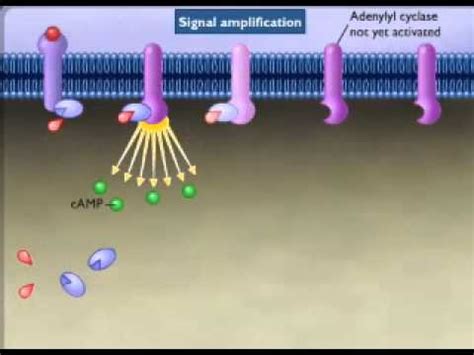 Signal Amplification YouTube