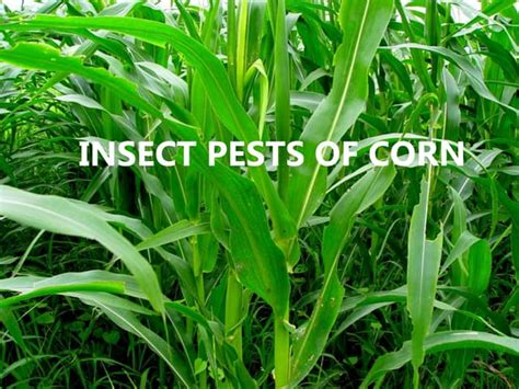 Corn Insect Pestsppt
