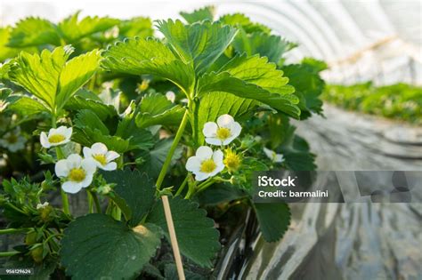딸기의 꽃 플라스틱 필름으로 덮여 야외 온실에서 성장 식물 바이오 농업 딸기에 대한 스톡 사진 및 기타 이미지 딸기 심기 식물 Istock
