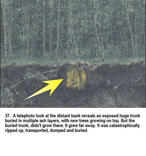 The Evidence From Polystrate Fossils Creation Research