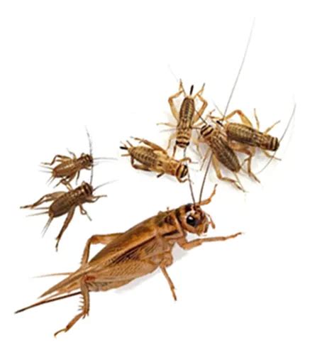 Grillos Acheta Domesticus X 100 Tamaño Chico Alimento Vivo Mercadolibre