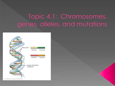 Topic 41 Chromosomes Genes Alleles And Mutations