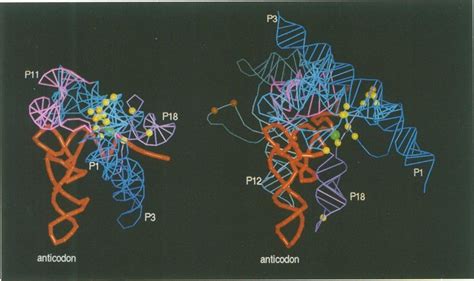 Tertiary Structure Models Of The Pre Trna Li Rnase P Rna Complex Download Scientific