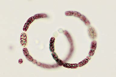 淡水浮遊性藍藻データベース Freshwater Planctonic Blue Green Algae Database 国立科学博物館