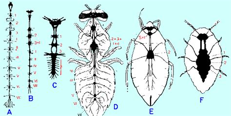 Comparando E Aprendendo Comparando O Comportamento Sexual