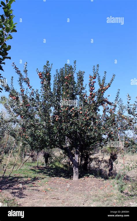 Apple Tree Multiple Apples Hanging From An Apple Tree On A Bright Blue Background Stock Photo