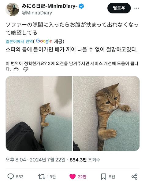 소파와 벽 사이에 끼어버린 고양이 유머움짤이슈 에펨코리아
