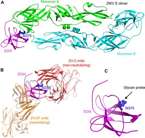 Structure Based Design Of Zikv Ediii Vaccine With Enhanced Efficacy