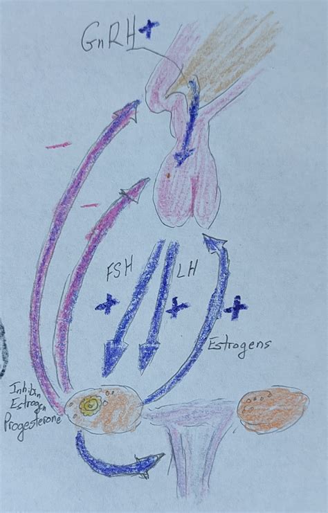 Functional Hypothalamic Amenorrhea Hpo And Hpa Axes Human Steam