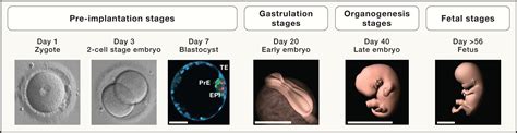 An Ethical Framework For Human Embryology With Embryo Models Cell